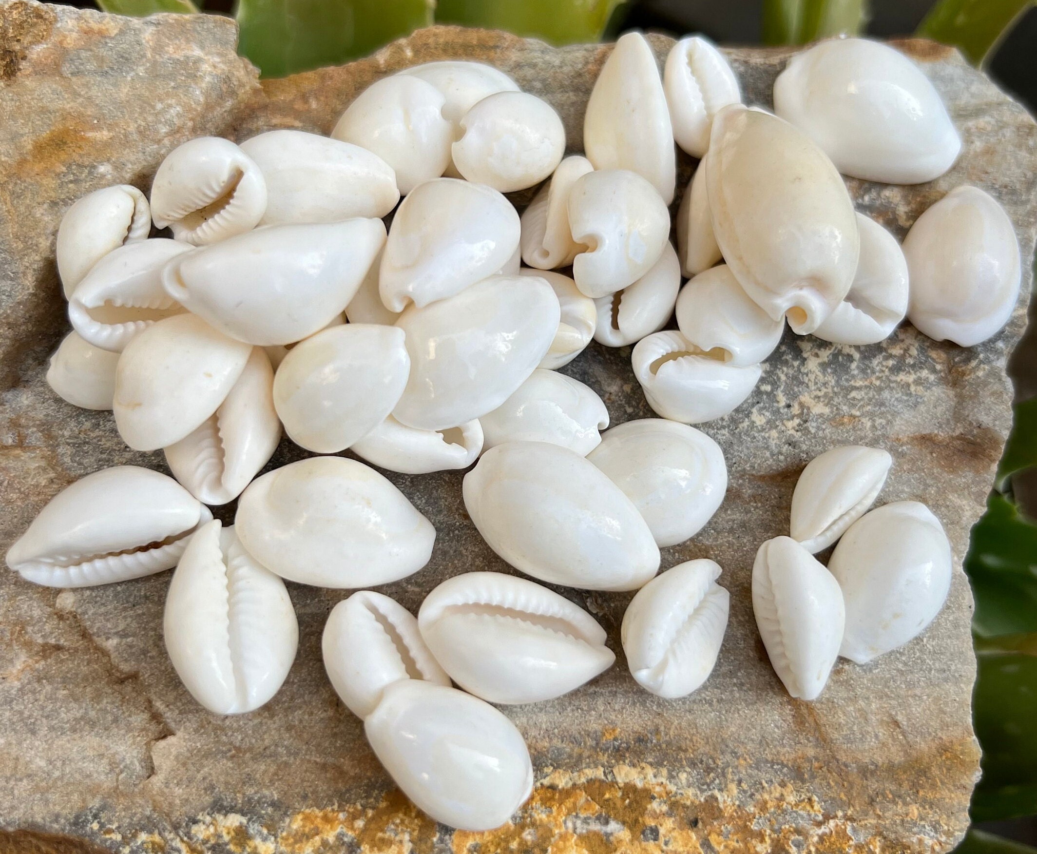 White Kauri Natural Cowrie Sea Shell for Jewelry Making Use Shell ...