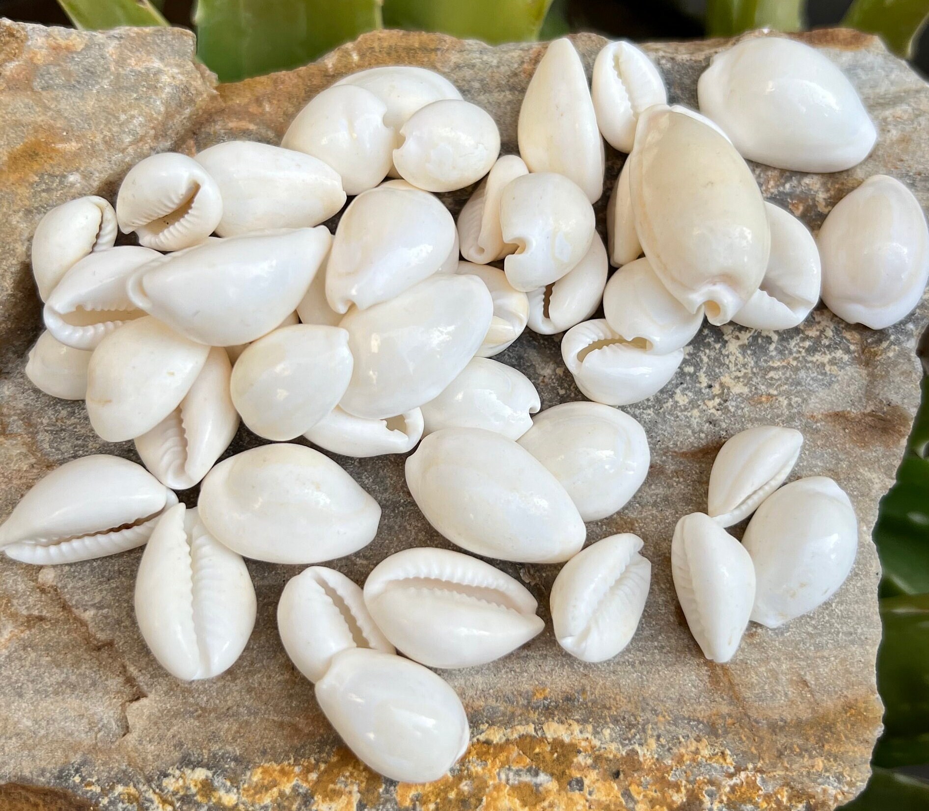 White Kauri Natural Cowrie Sea Shell for Jewelry Making Use Shell ...