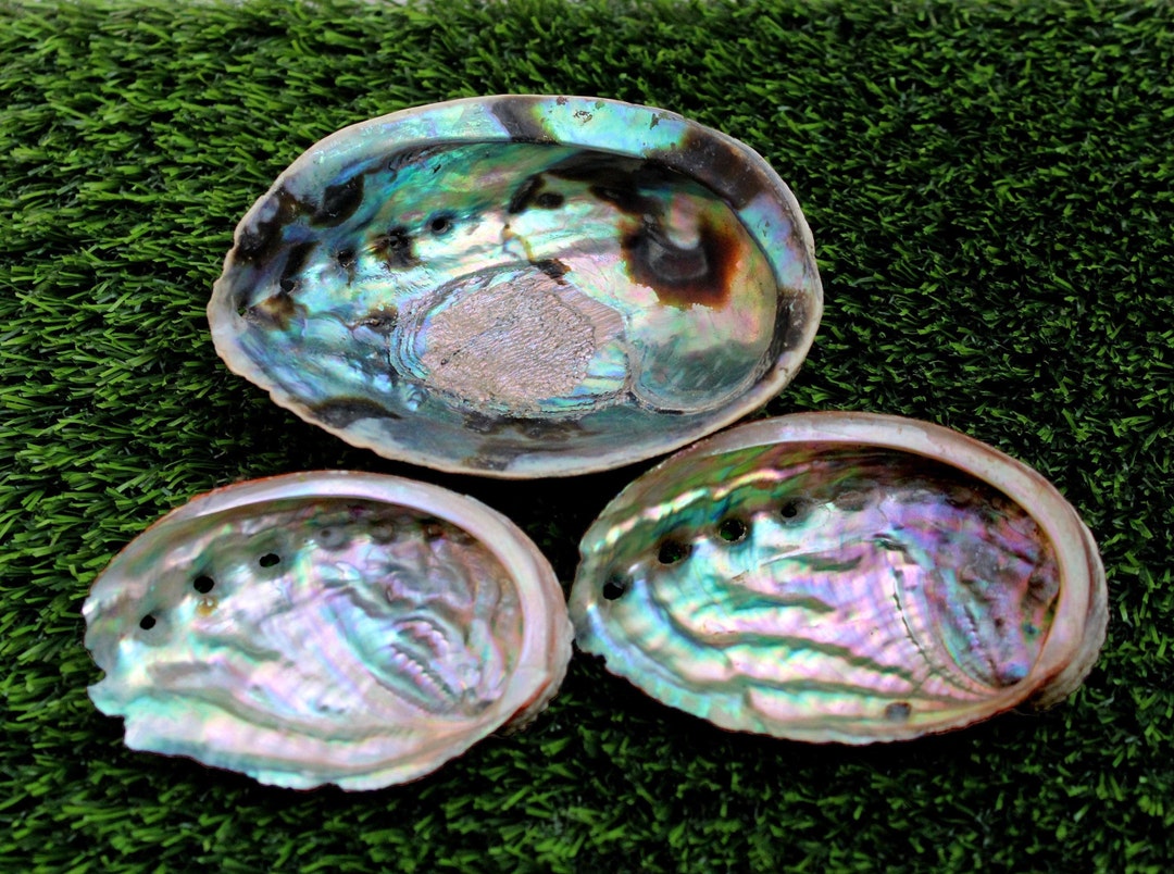 Natural Abalone Shell Bowl Shell Loose Shell Abalone Shells Antique ...