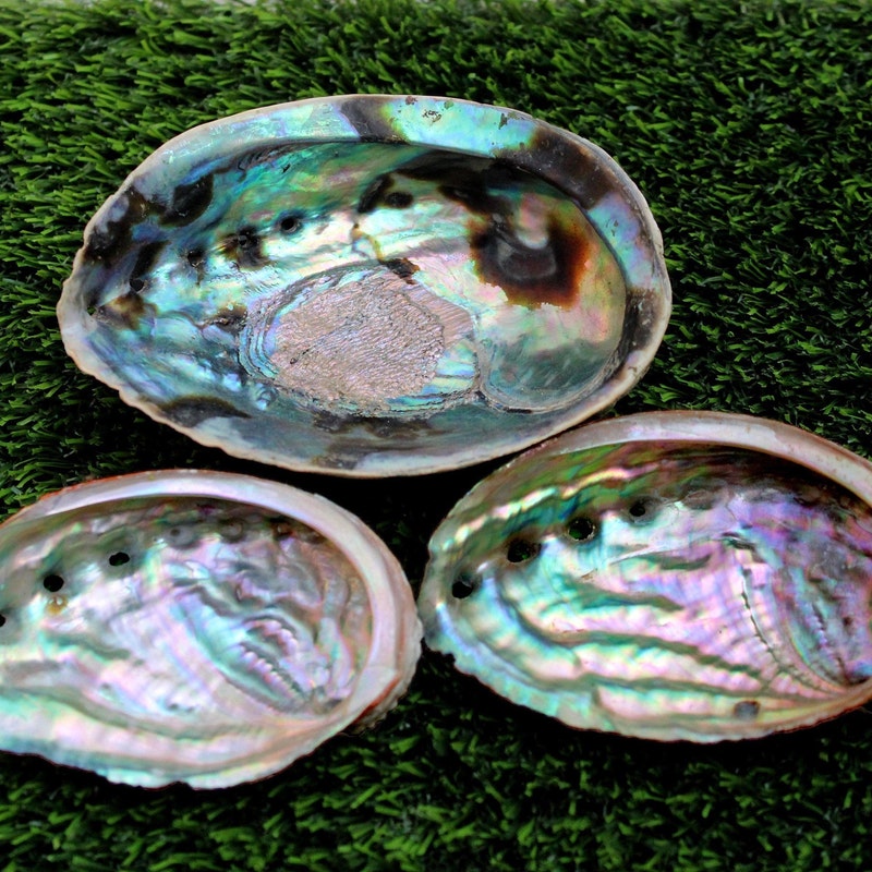 Abalone Shell - Etsy