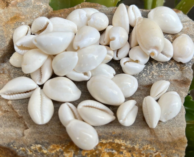 White Kauri Natural Cowrie Sea Shell for Jewelry Making Use Shell ...