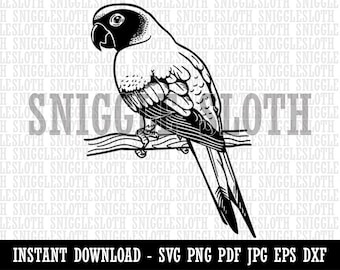Conure Svg | Etsy India
