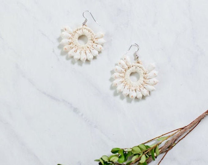 Light Turrid Shells Along the Border Marshall Islands Round - Etsy