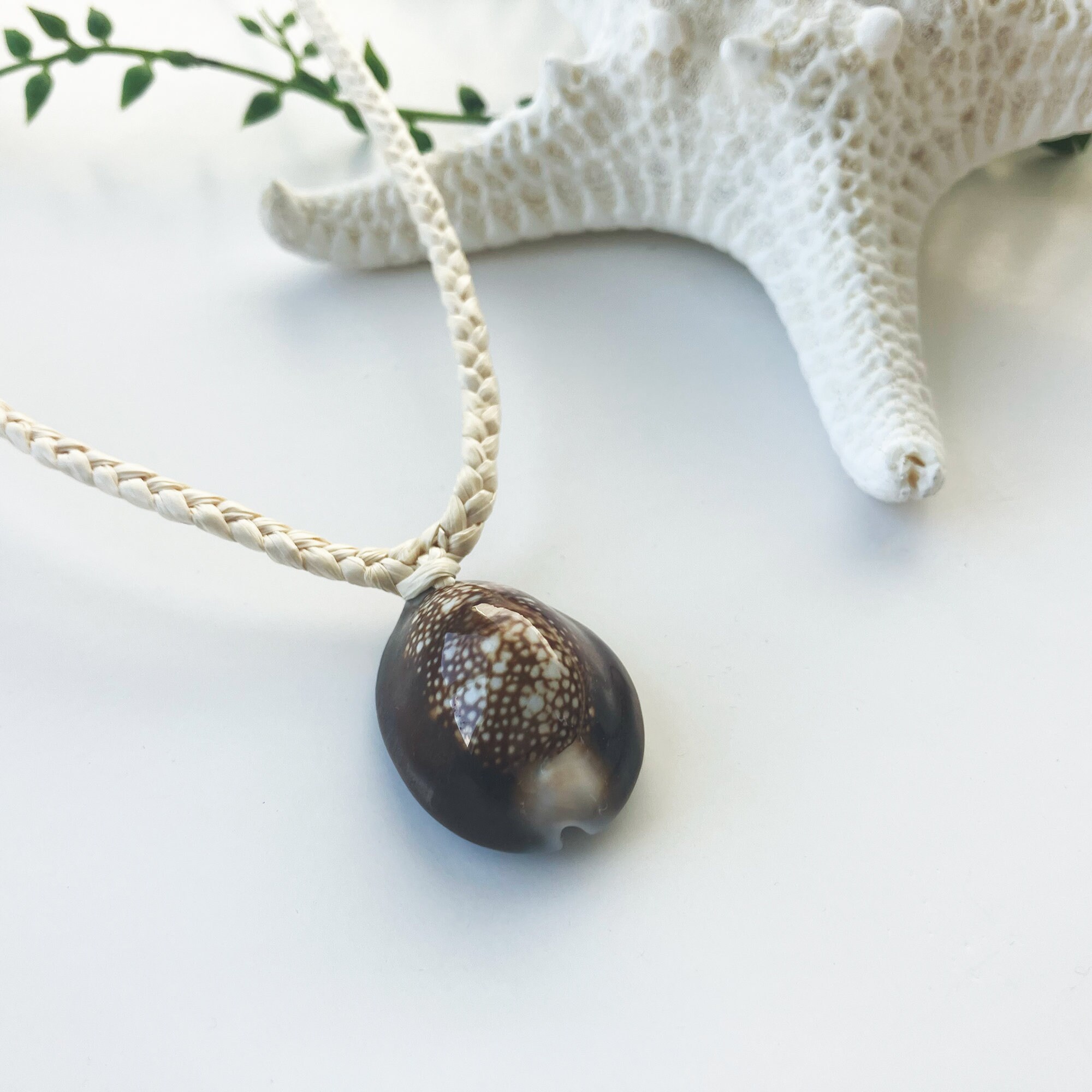 Money Cowrie Shell Pendant Necklace Micronesian Jewelry - Etsy