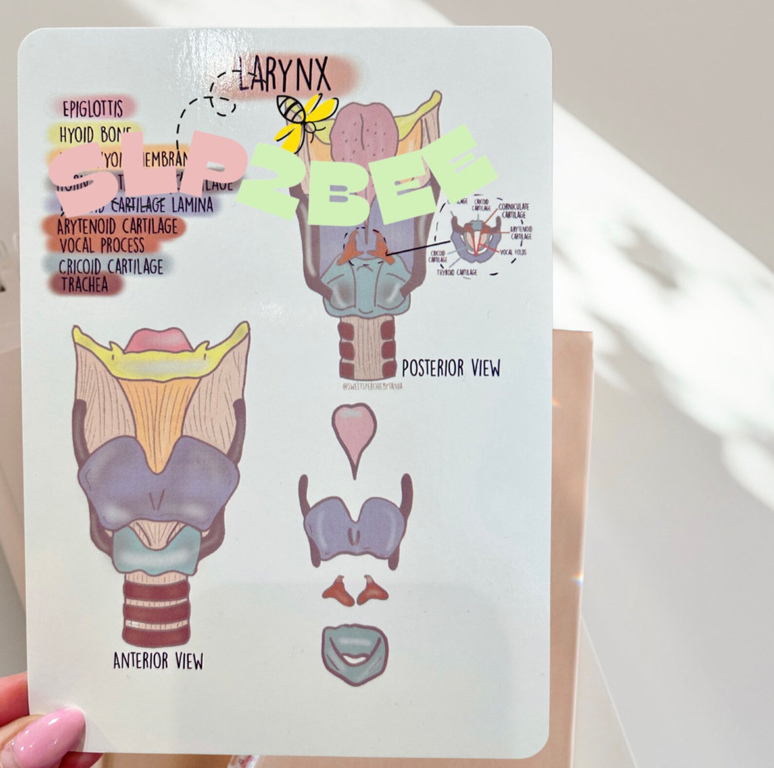 SLP Study Cards, 3 Bundle, Vowel Quadrilateral Study, Consonants ...