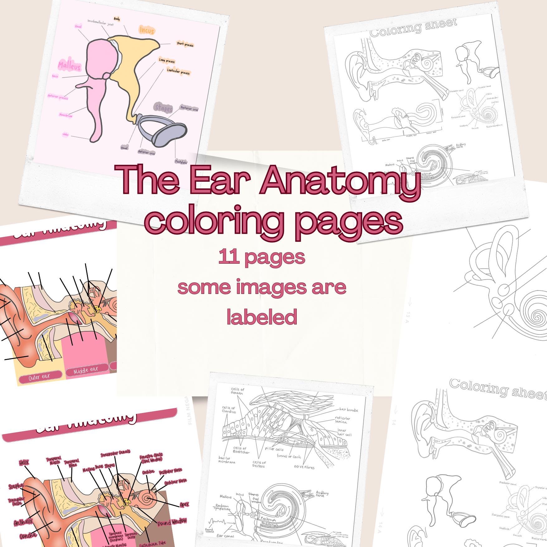 The Ear Anatomy, Coloring Pages, SLPA Study Cards, SLP Study Notes ...