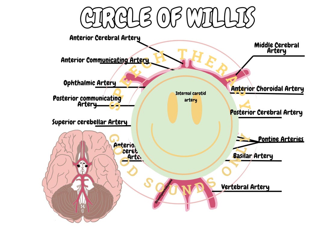 Neuro SLP Study Charts, Neuroscience, Neurology, SLP Study Notes, Slp ...