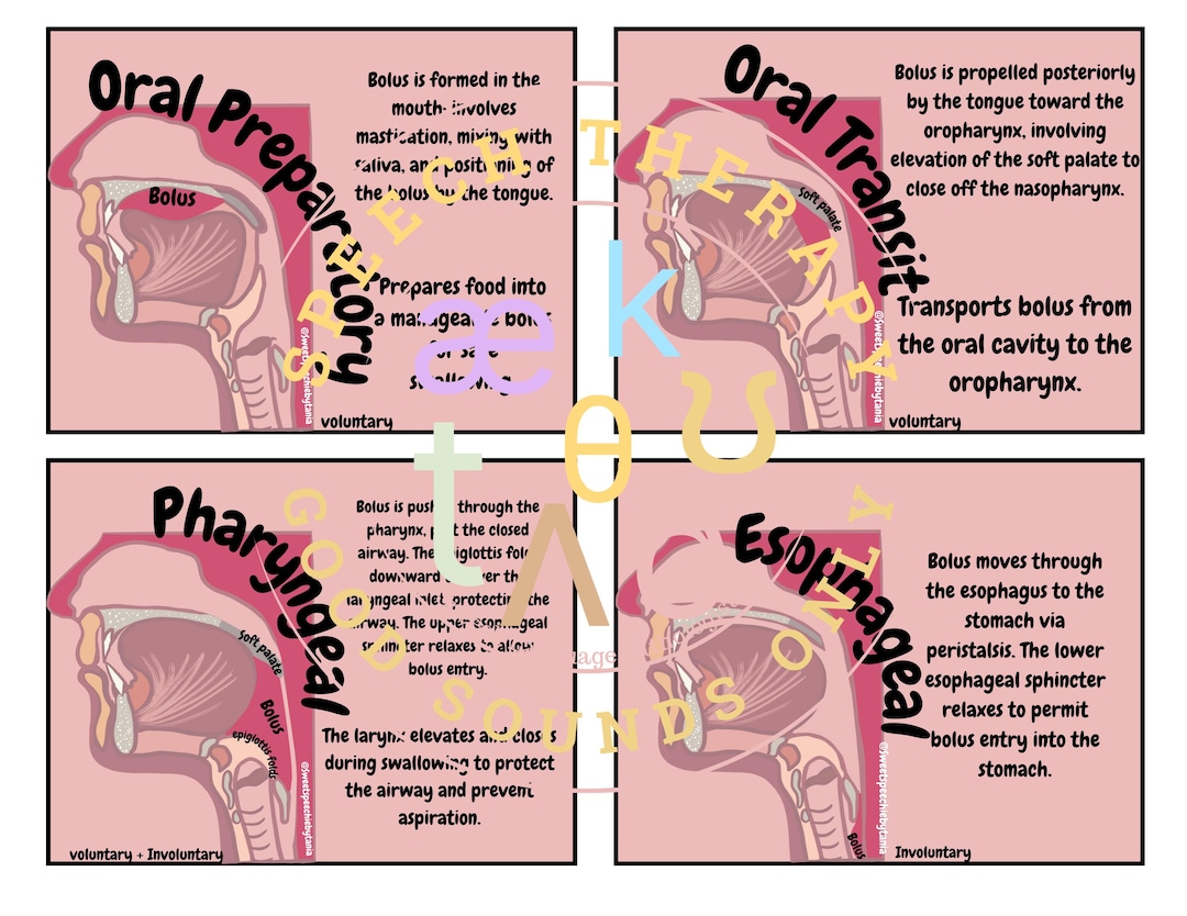 Swallowing Chart, SLP Study, Speech Therapy Tools, Study Tools, SLP2B ...