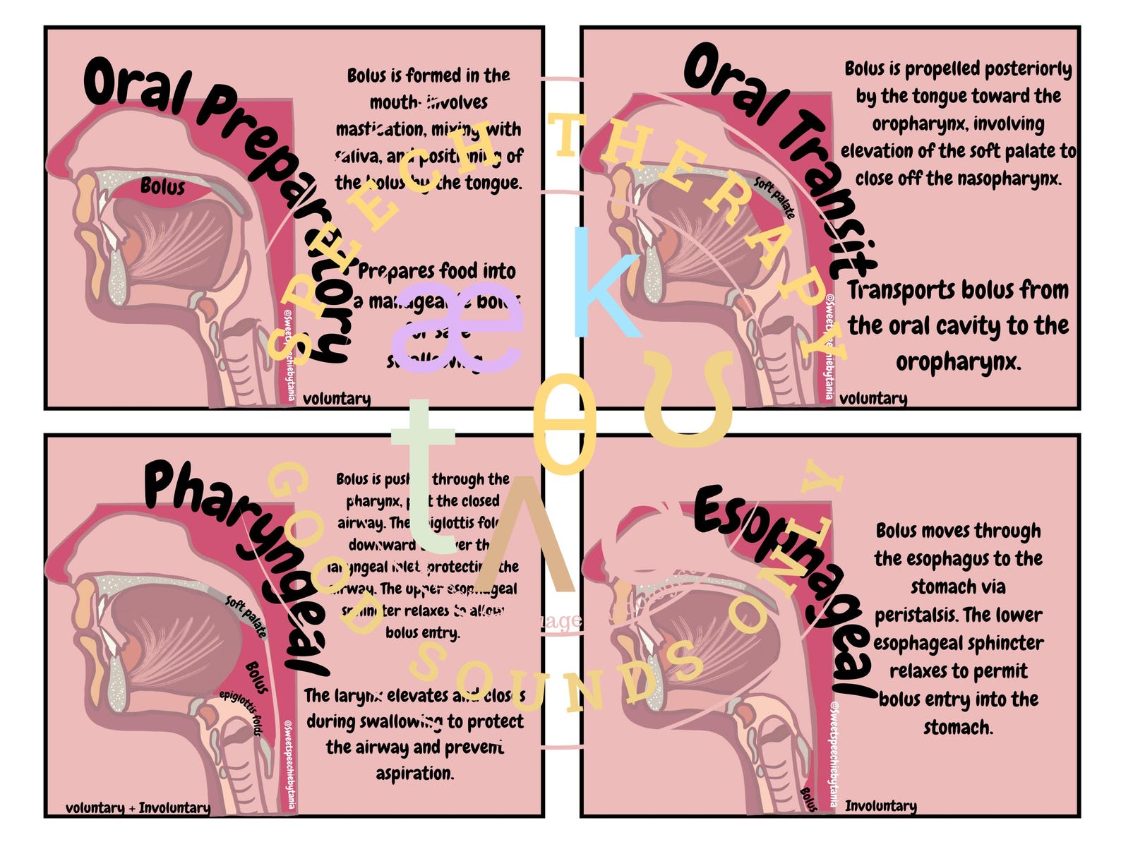 Swallowing Chart, SLP Study, Speech Therapy Tools, Study Tools, SLP2B ...
