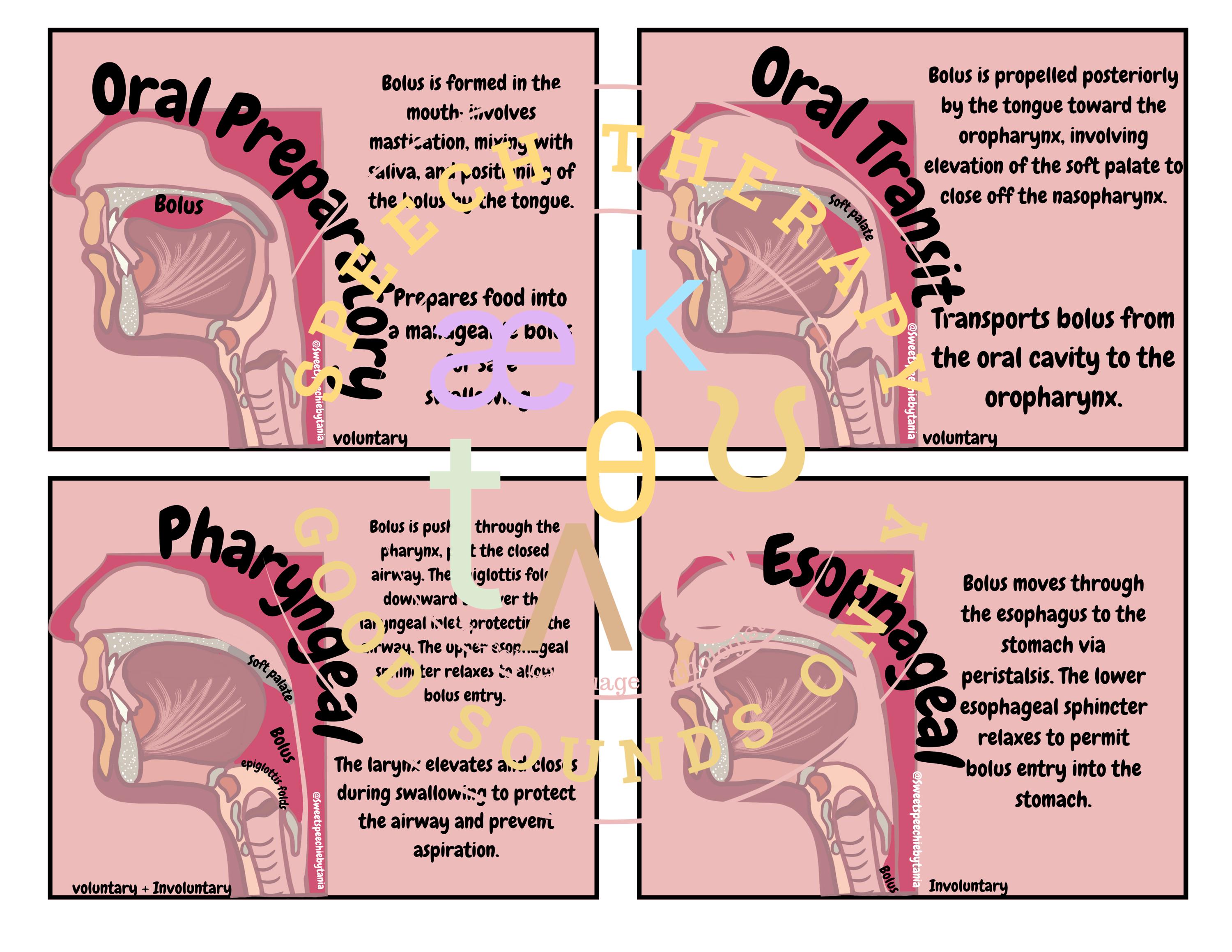 Swallowing Chart, SLP Study, Speech Therapy Tools, Study Tools, SLP2B ...