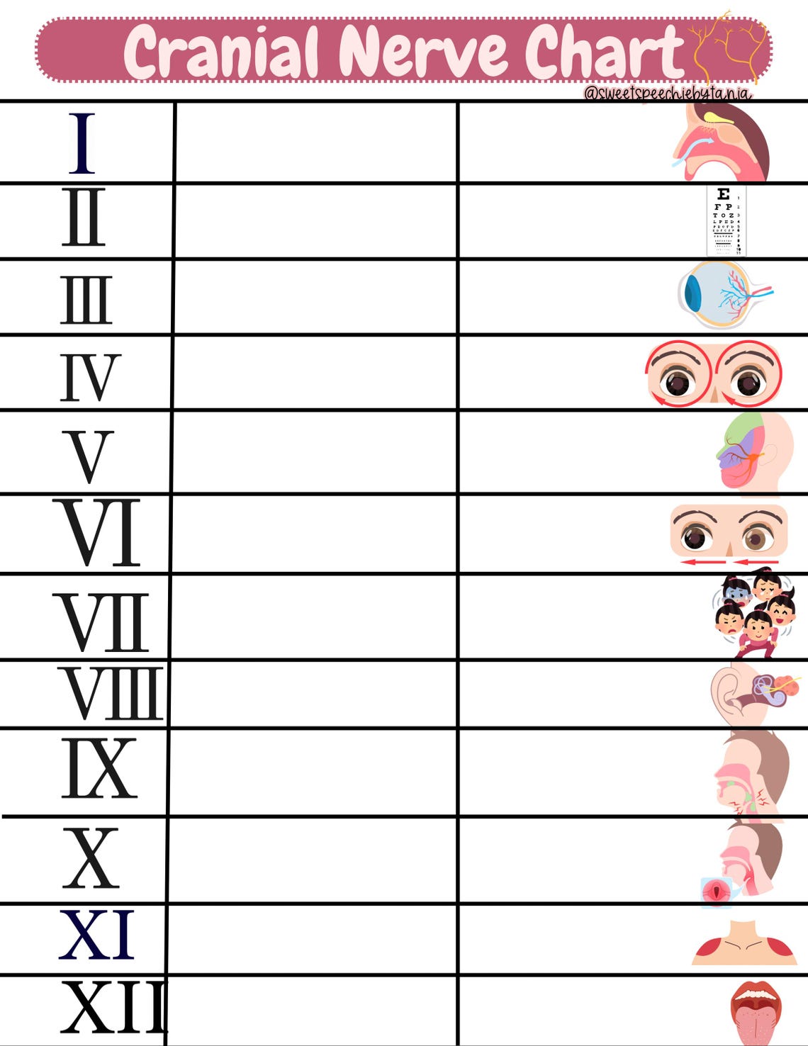 Cranial Nerve Chart, Slp, Neuroanatomy, SLP to Be, Study Cards, Brain ...