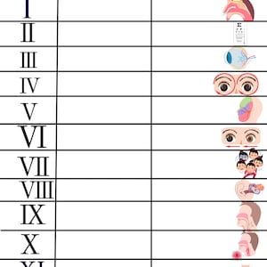 Cranial Nerve Chart, Slp, Neuroanatomy, SLP to Be, Study Cards, Brain ...