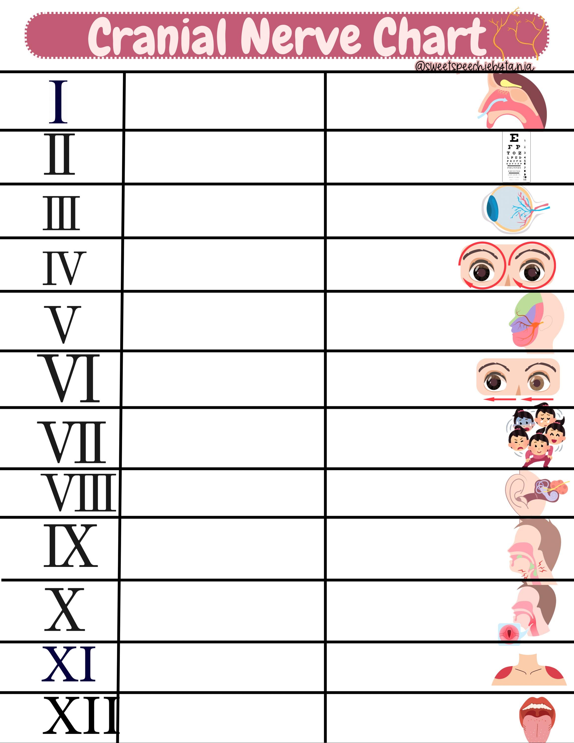 Cranial Nerve Chart, Slp, Neuroanatomy, SLP to Be, Study Cards, Brain ...