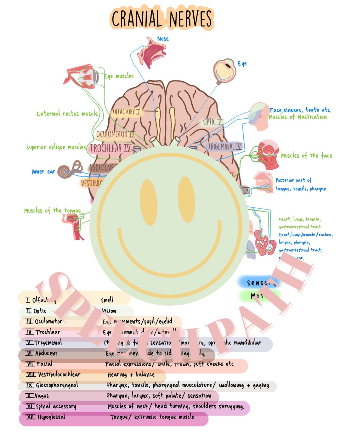 Cranial Nerves, SLPA Study Cards, SLP Study Notes, Digital Printables ...