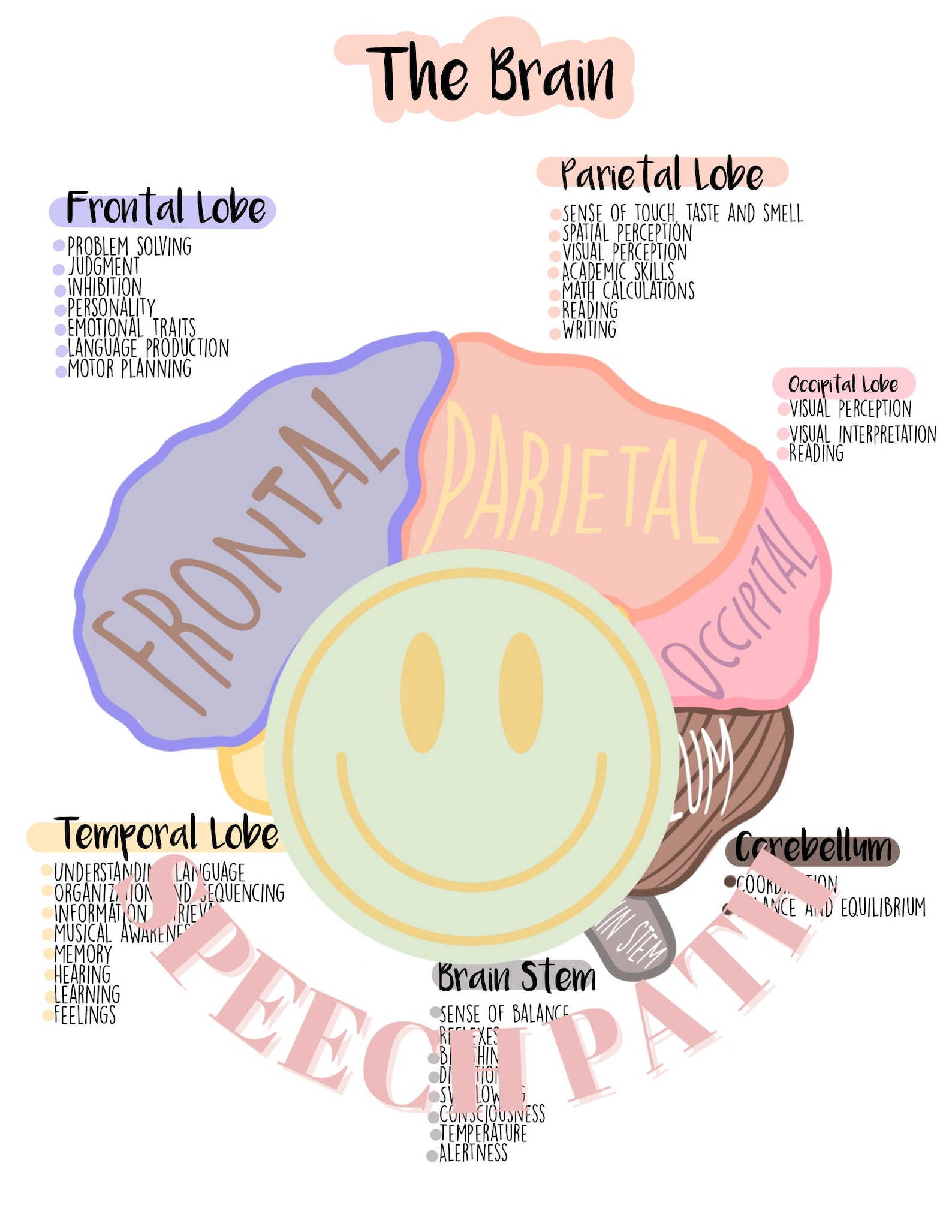 Lobes of the Brain and Functions, SLPA, SLP, Study Anatomy, Anatomy ...