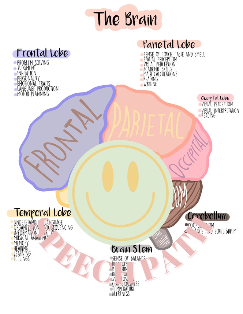 Lobes of the Brain and Functions, SLPA, SLP, Study Anatomy, Anatomy ...