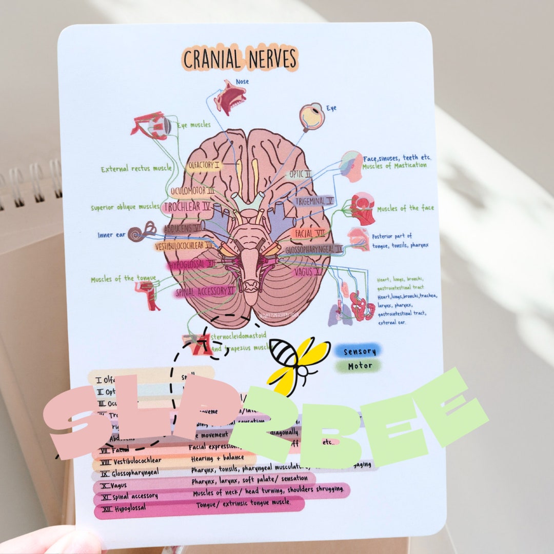 SLP Study Cards, the Brain, Cranial Nerves, Neuroanatomy, Future SLP ... SLP Study Cards, the Brain, Cranial Nerves, Neuroanatomy, Future SLP ...