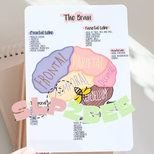 SLP Study Cards, the Brain, Cranial Nerves, Neuroanatomy, Future SLP ...