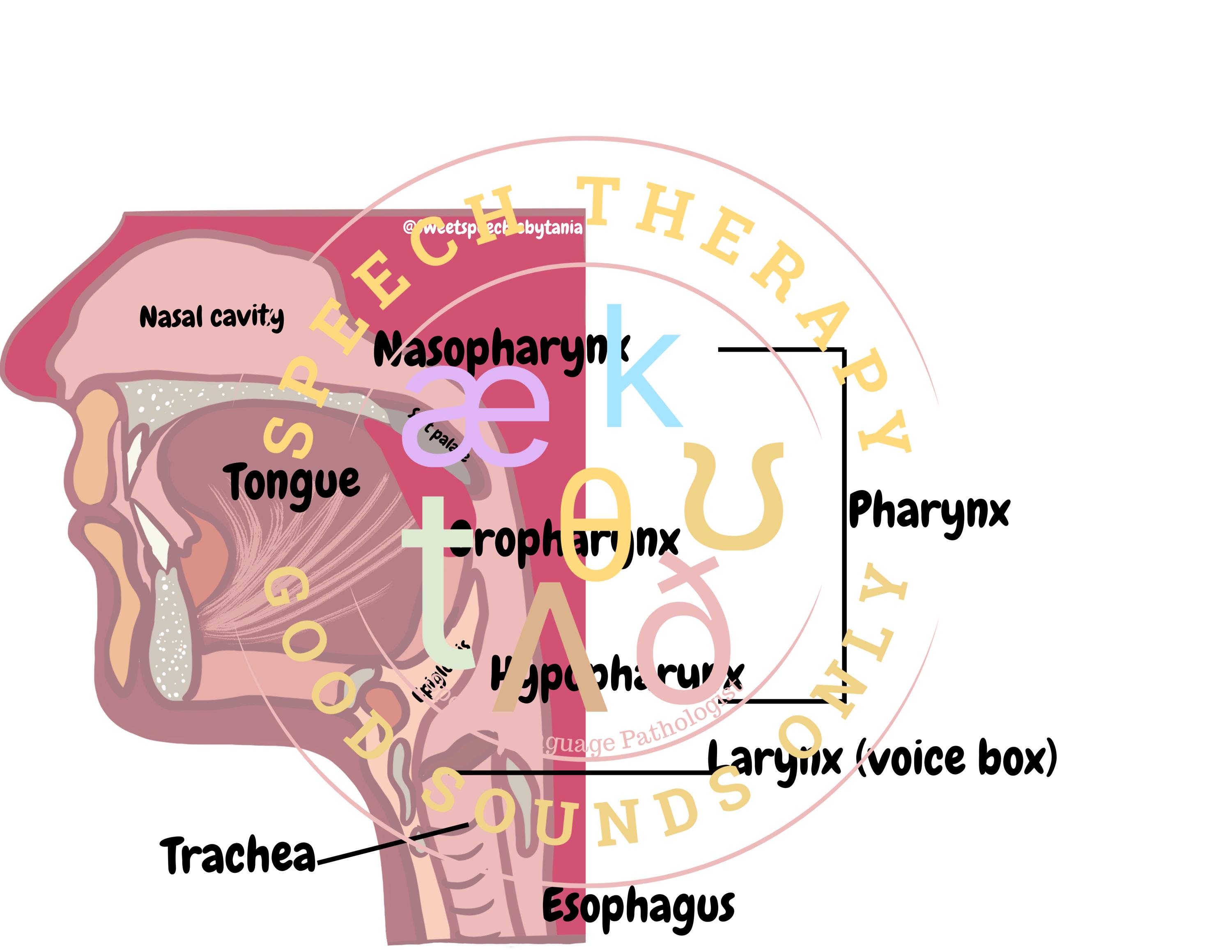 Swallowing Chart, SLP Study, Speech Therapy Tools, Study Tools, SLP2B ...