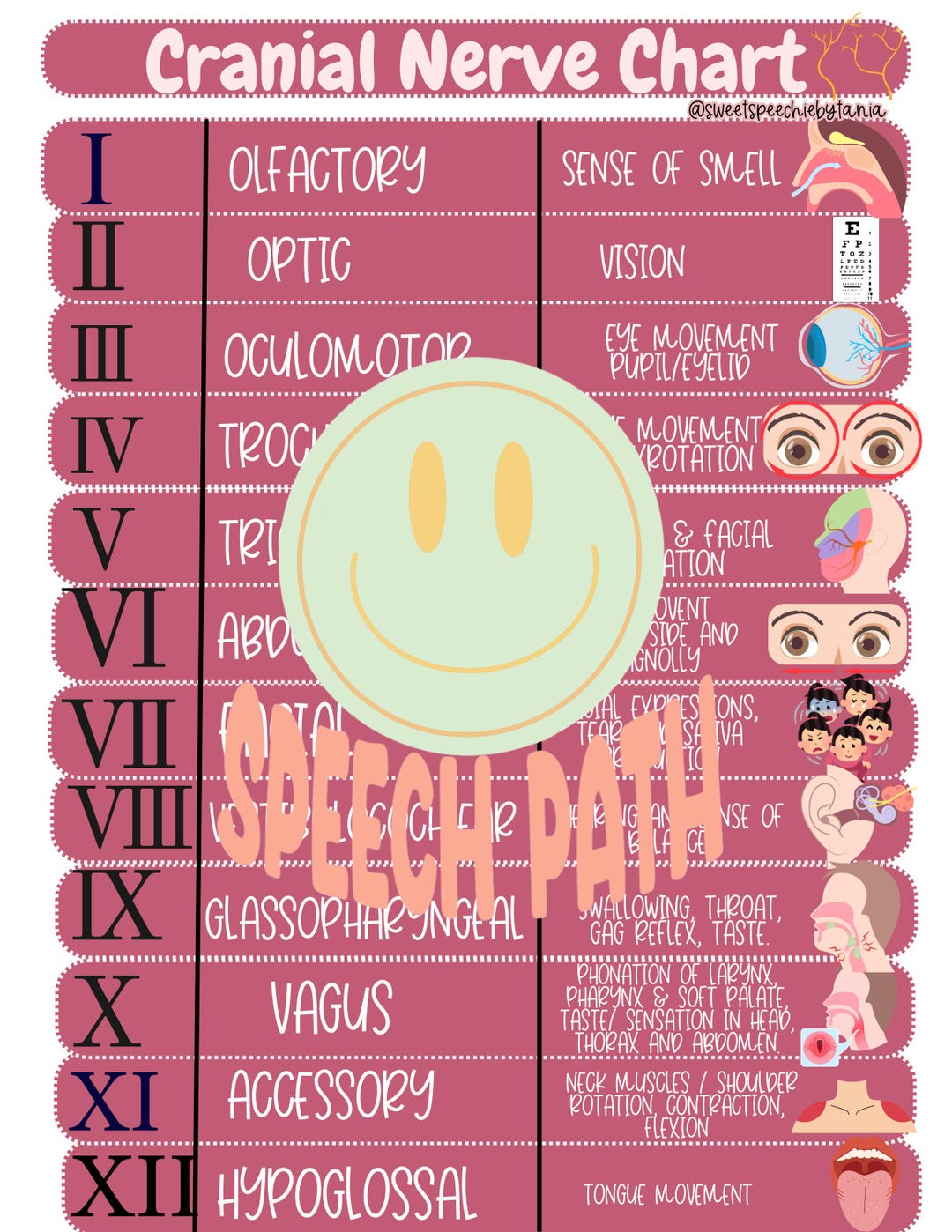 Cranial Nerve Chart, Slp, Neuroanatomy, SLP to Be, Study Cards, Brain ...