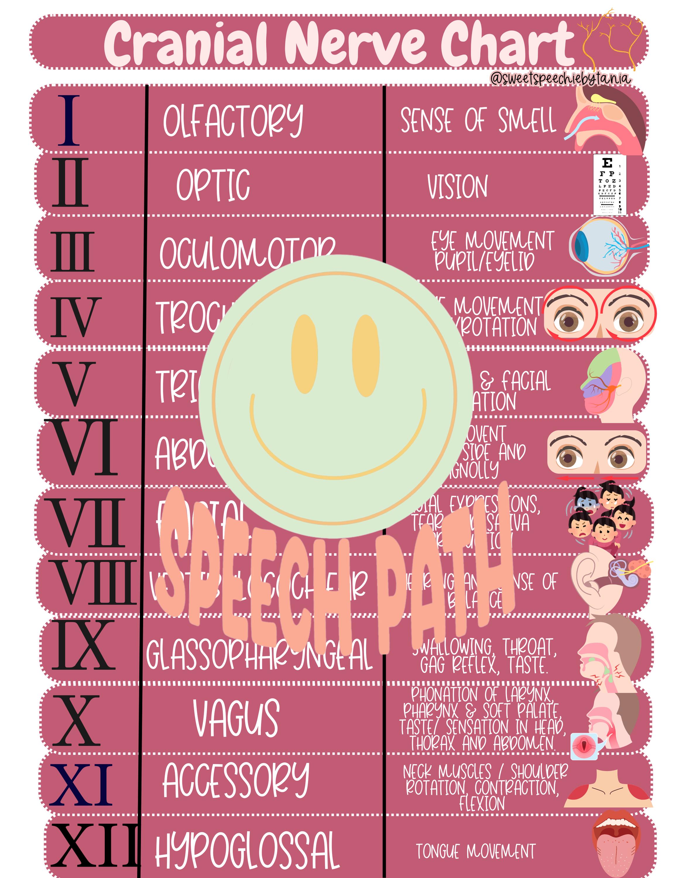 Cranial Nerve Chart, Slp, Neuroanatomy, SLP to Be, Study Cards, Brain ...