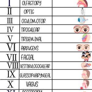 Cranial Nerve Chart, Slp, Neuroanatomy, SLP to Be, Study Cards, Brain ...