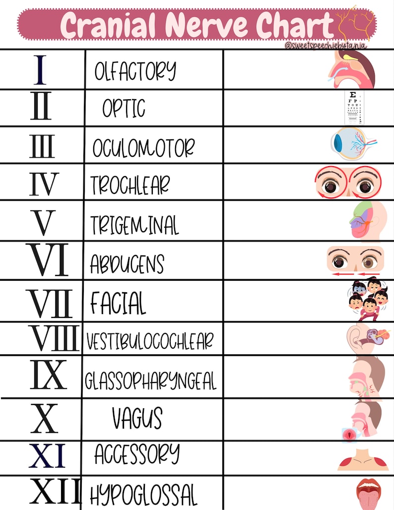 Cranial Nerve Chart, Slp, Neuroanatomy, SLP to Be, Study Cards, Brain ...