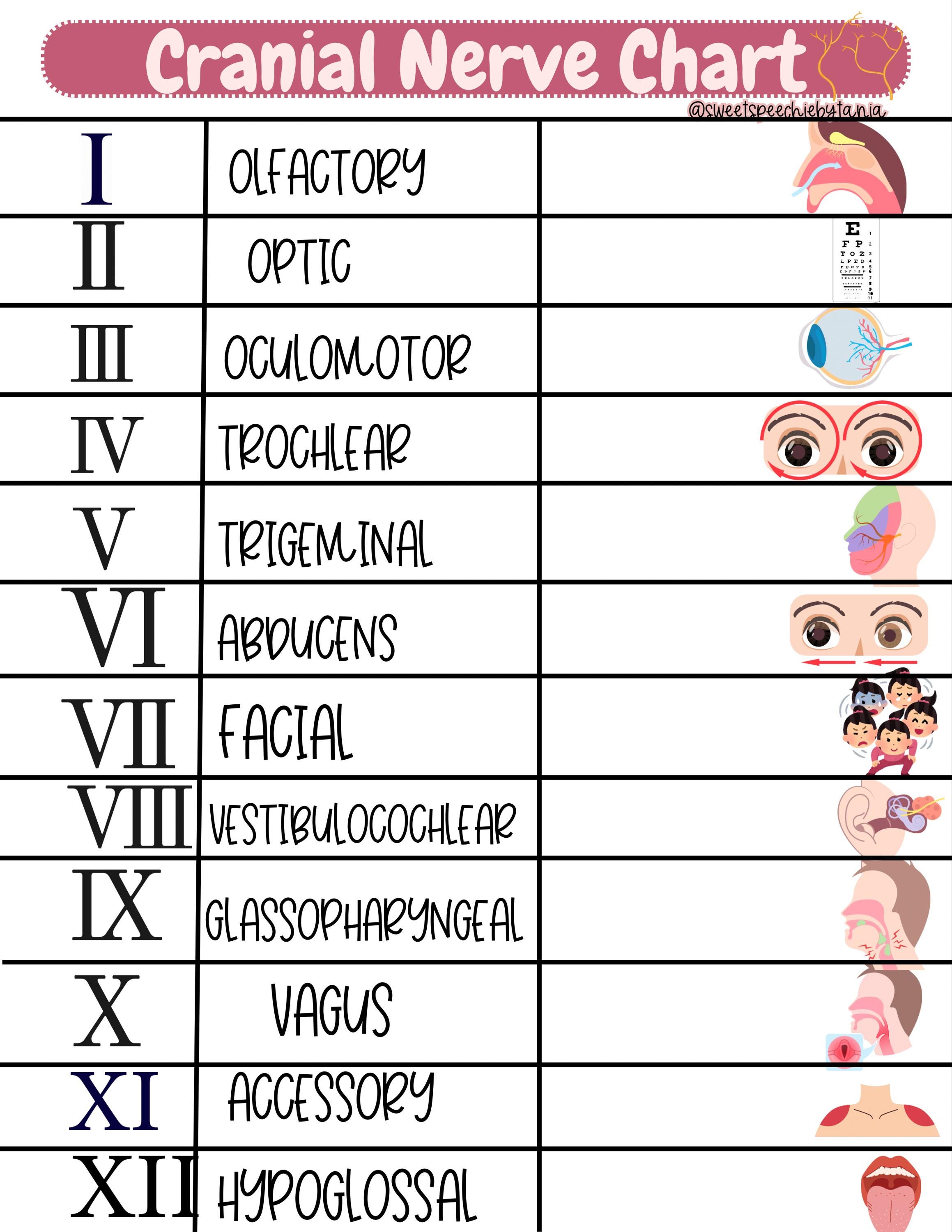 Cranial Nerve Chart, Slp, Neuroanatomy, SLP to Be, Study Cards, Brain ...