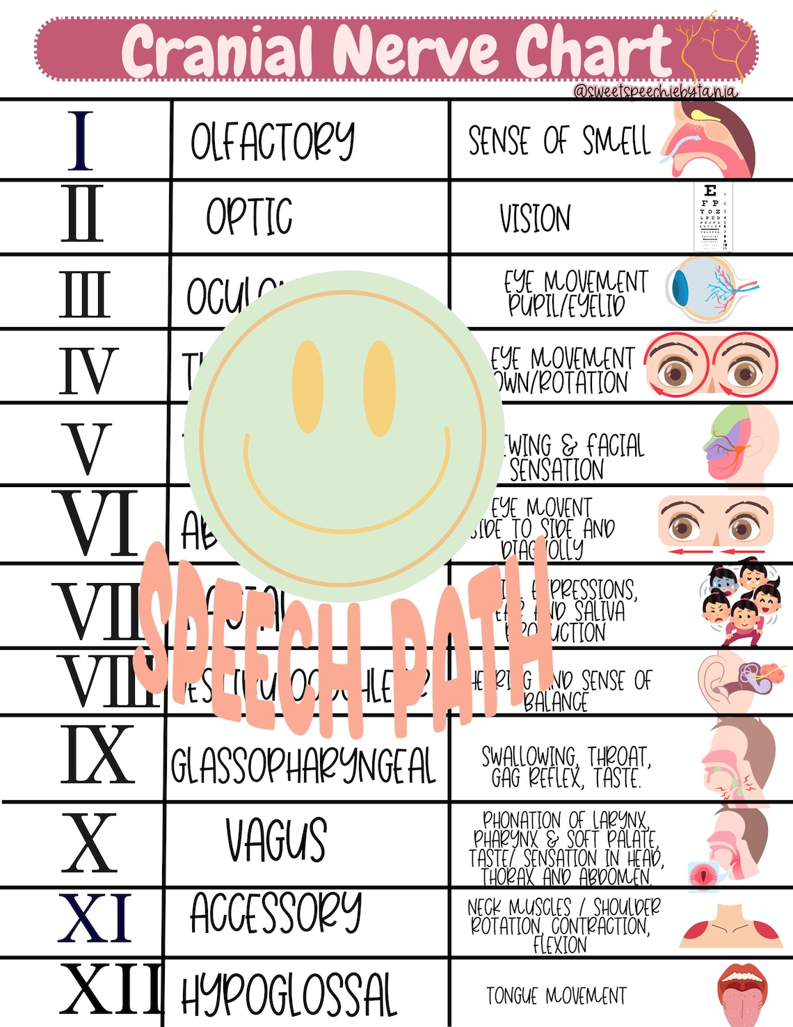 Cranial Nerve Chart, Slp, Neuroanatomy, SLP to Be, Study Cards, Brain ...