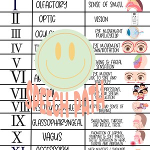 Cranial Nerve Chart, Slp, Neuroanatomy, SLP to Be, Study Cards, Brain ...