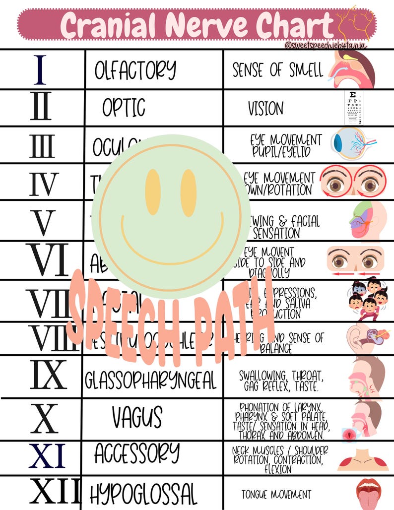 Cranial Nerve Chart, Slp, Neuroanatomy, SLP to Be, Study Cards, Brain ...