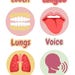 Speech Poster, Bulletin Board, in Speech We Use Our, Slp, Speech ...