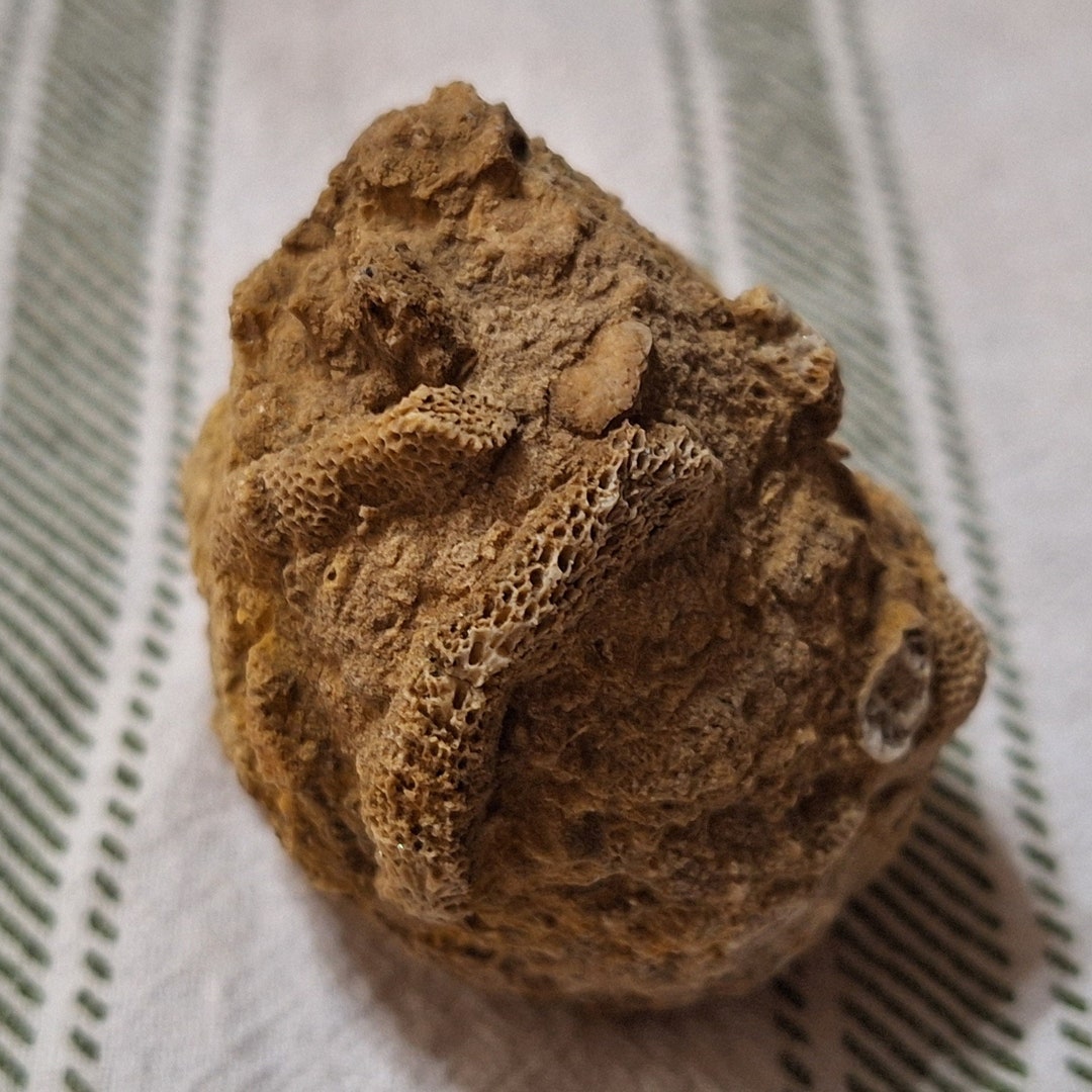 Tabulate Coral Conglomorate: Northern IL Glacial Deposit Devonian ...