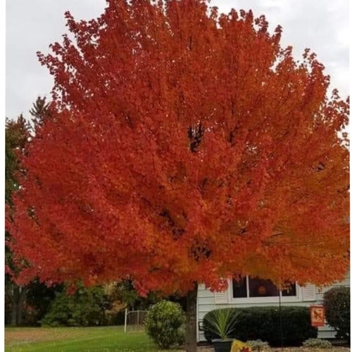 1 Red Maple in a Quart Container - Etsy