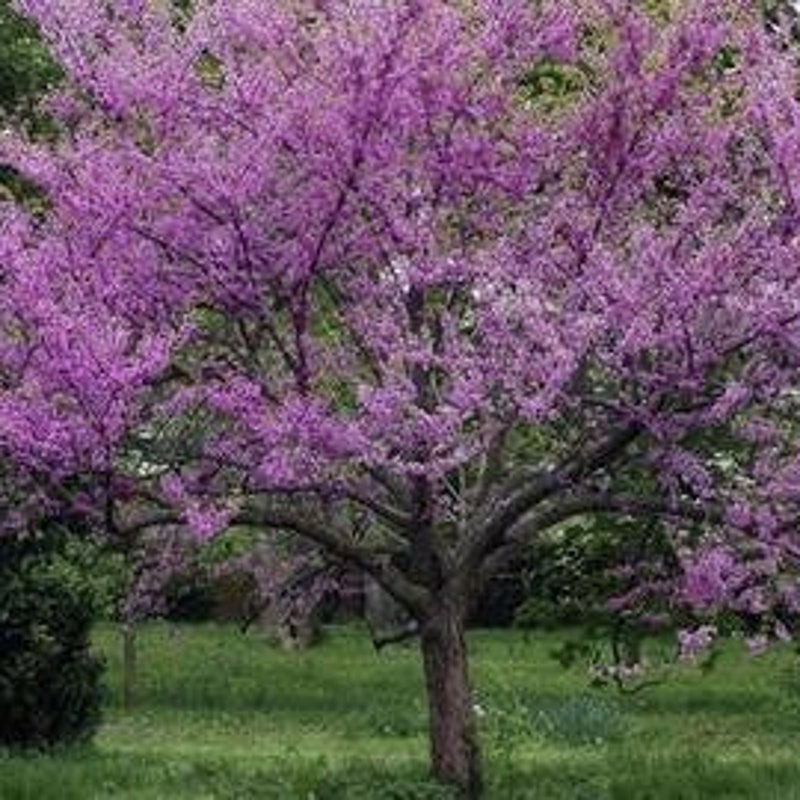 Redbud Tree - Etsy