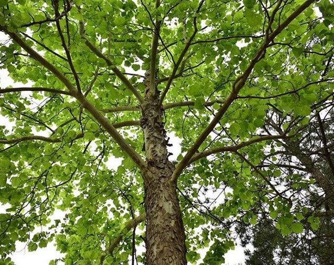 American Sycamore Tree, Fast Growing, Large Tree, Large Canopy, Bright ...