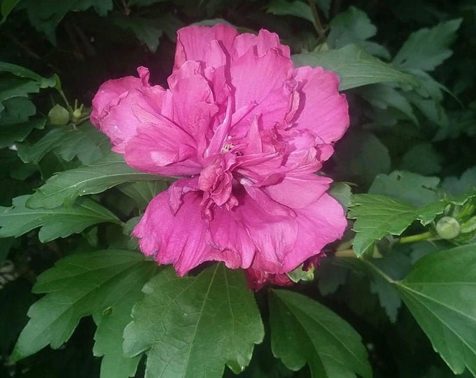 Red Rose of Sharon Althea Quart Pot - Etsy