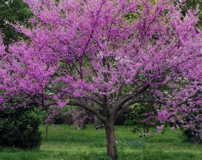 5 Eastern Redbud (cercis Candensis) Bare Root Seedling - Etsy