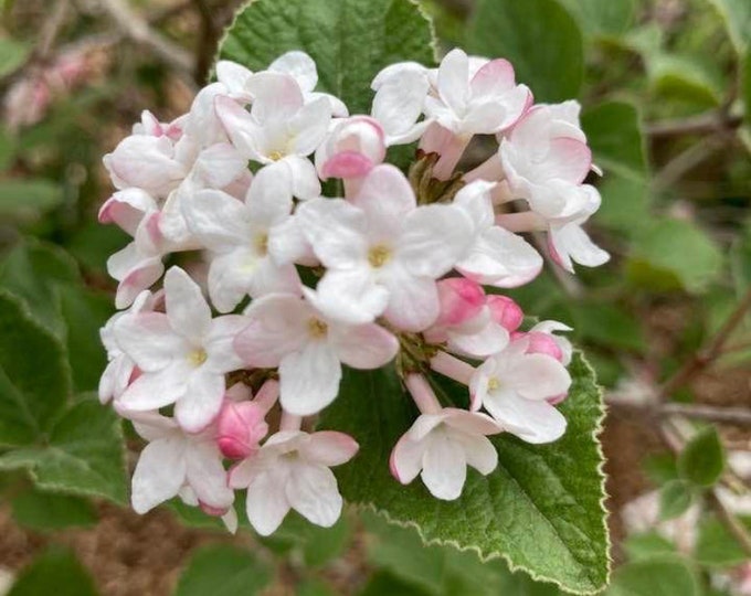 Viburnum Burkwoodii 'mohawk' Burkwood Viburnum Live Plant 4 Pot Size - Etsy
