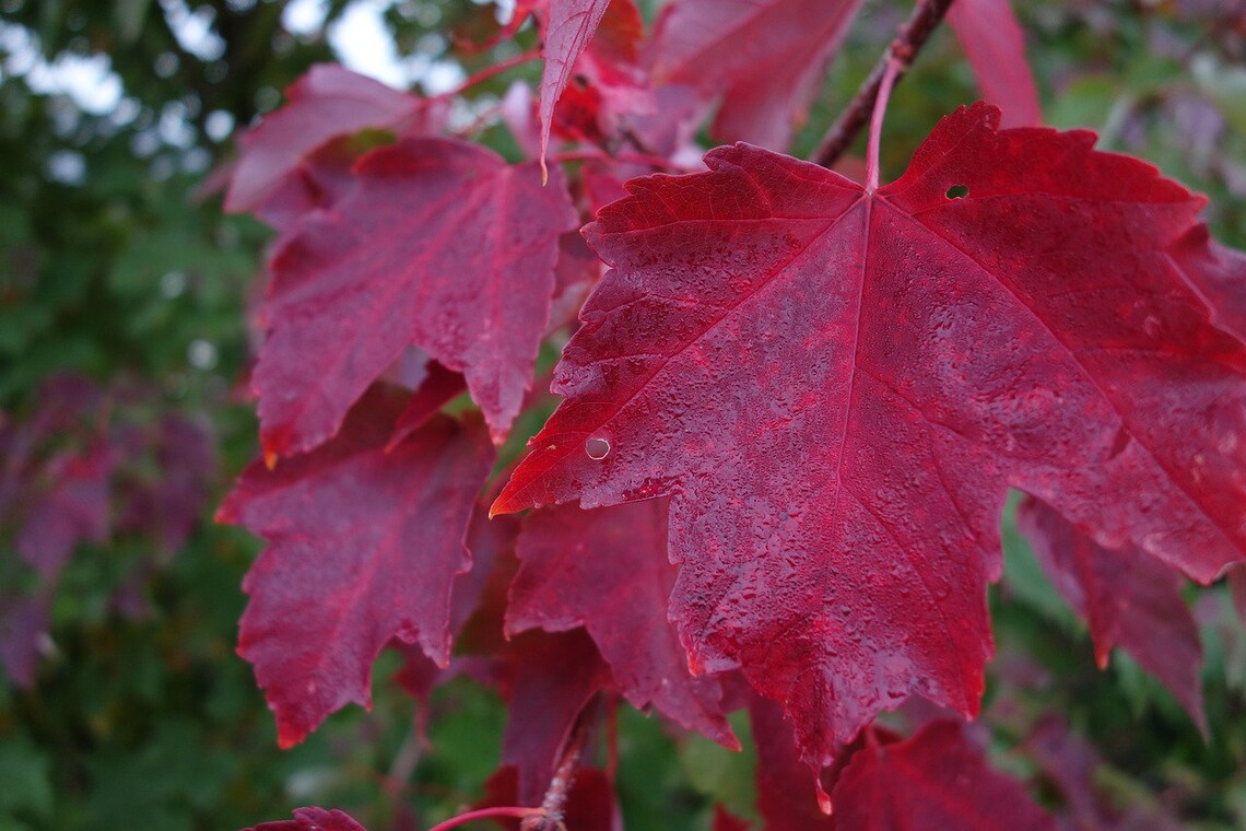 5 Red Maple Bare Root acer Rubrum | Etsy