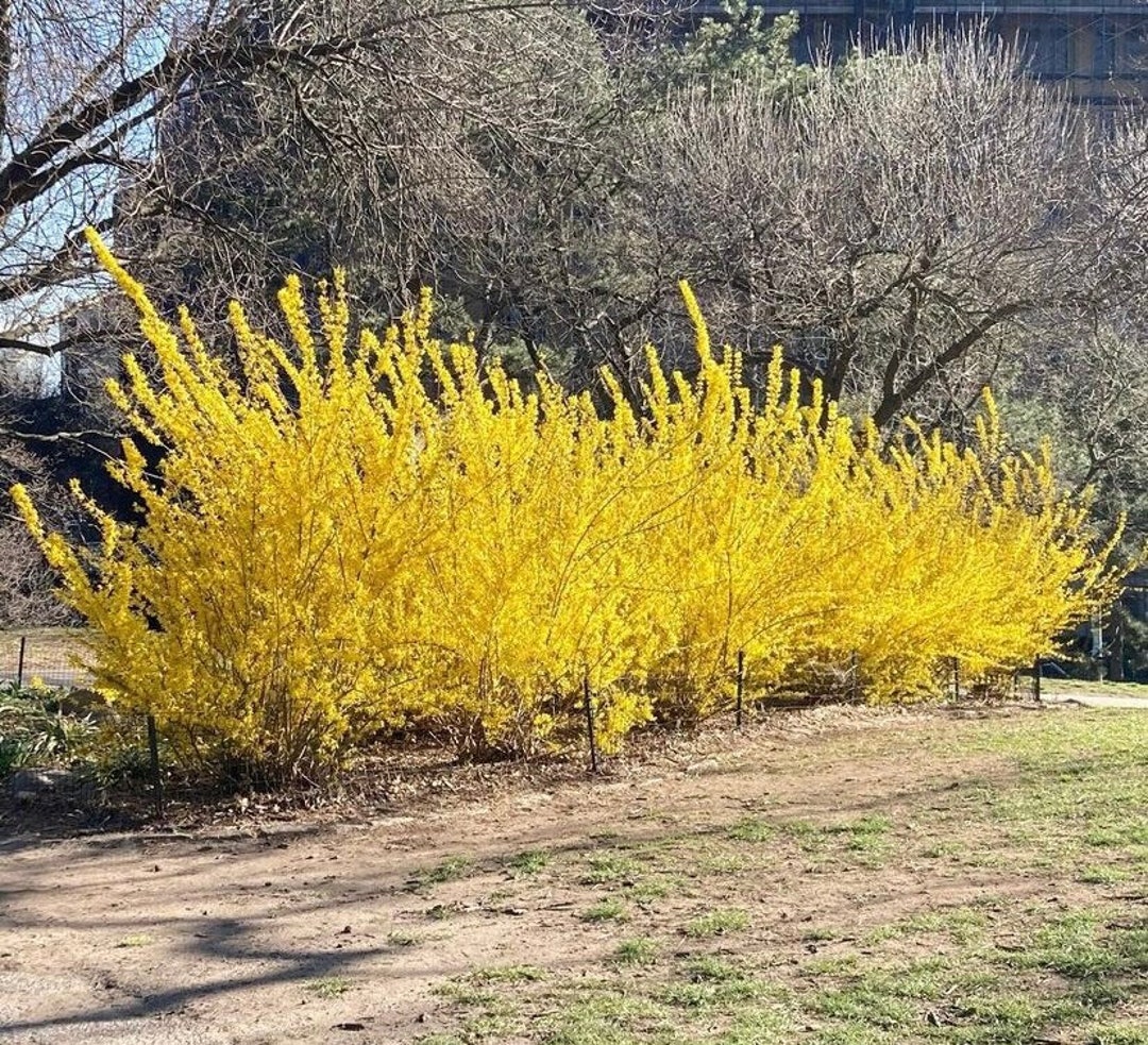 1 Forsythia Shrub in a Quart Container - Etsy