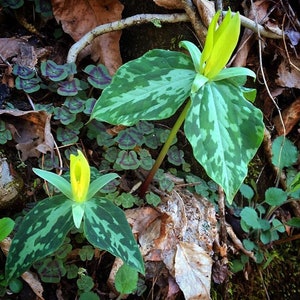 10 Assorted Trillium Roots - Etsy