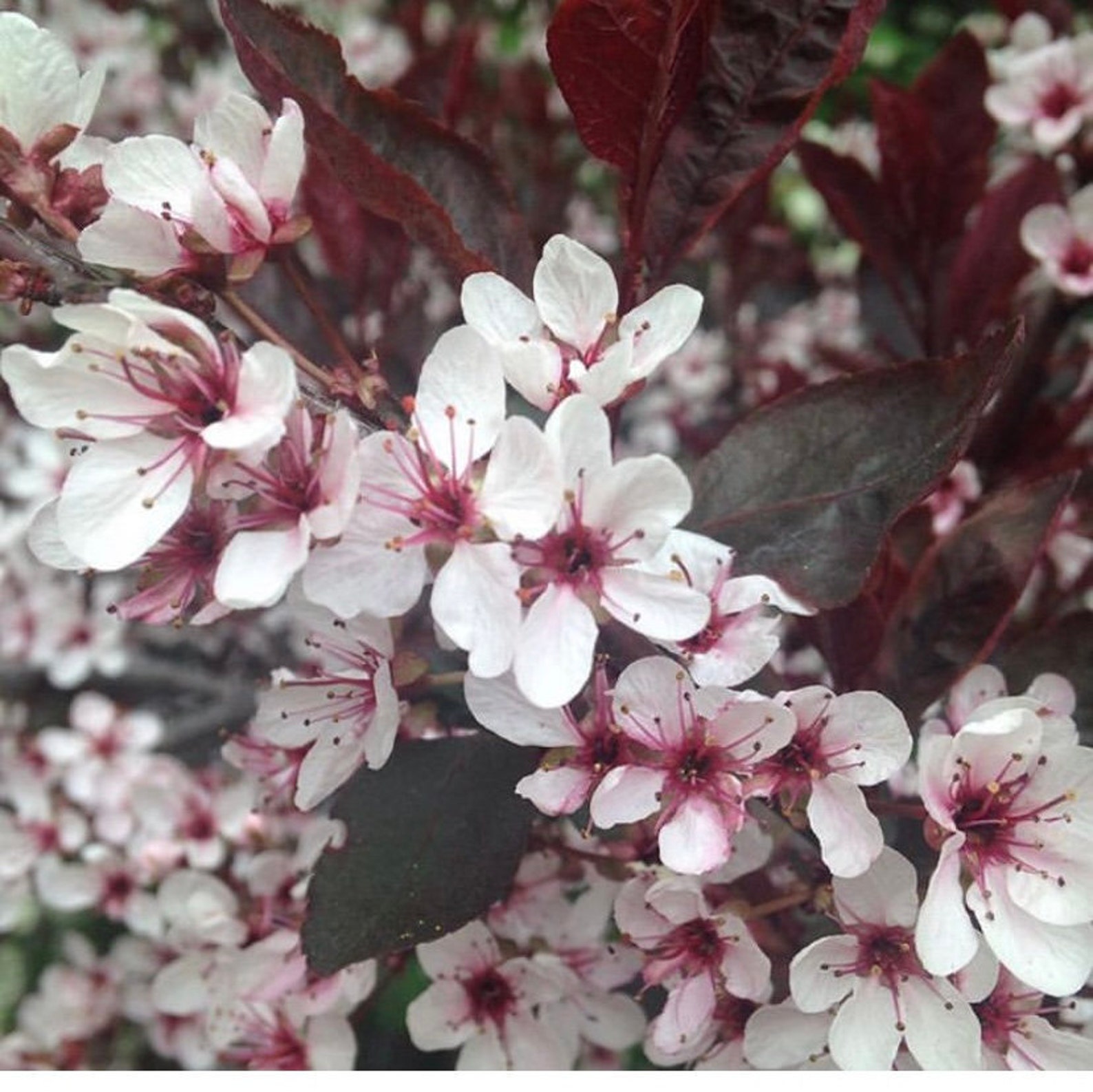 2 Purple Leaf Sand Cherry Trees | Etsy