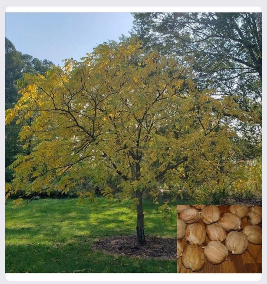 2 12-24 Rare White Walnut butternut Bare Root Seedlings - Etsy