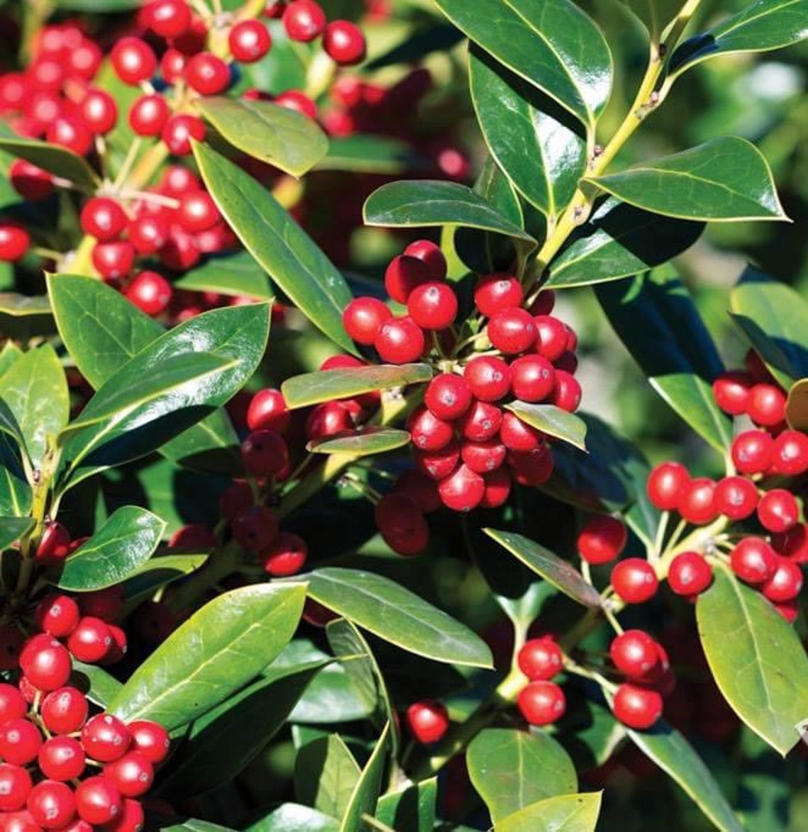 1 Needlepoint Holly in a Quart Container | Etsy