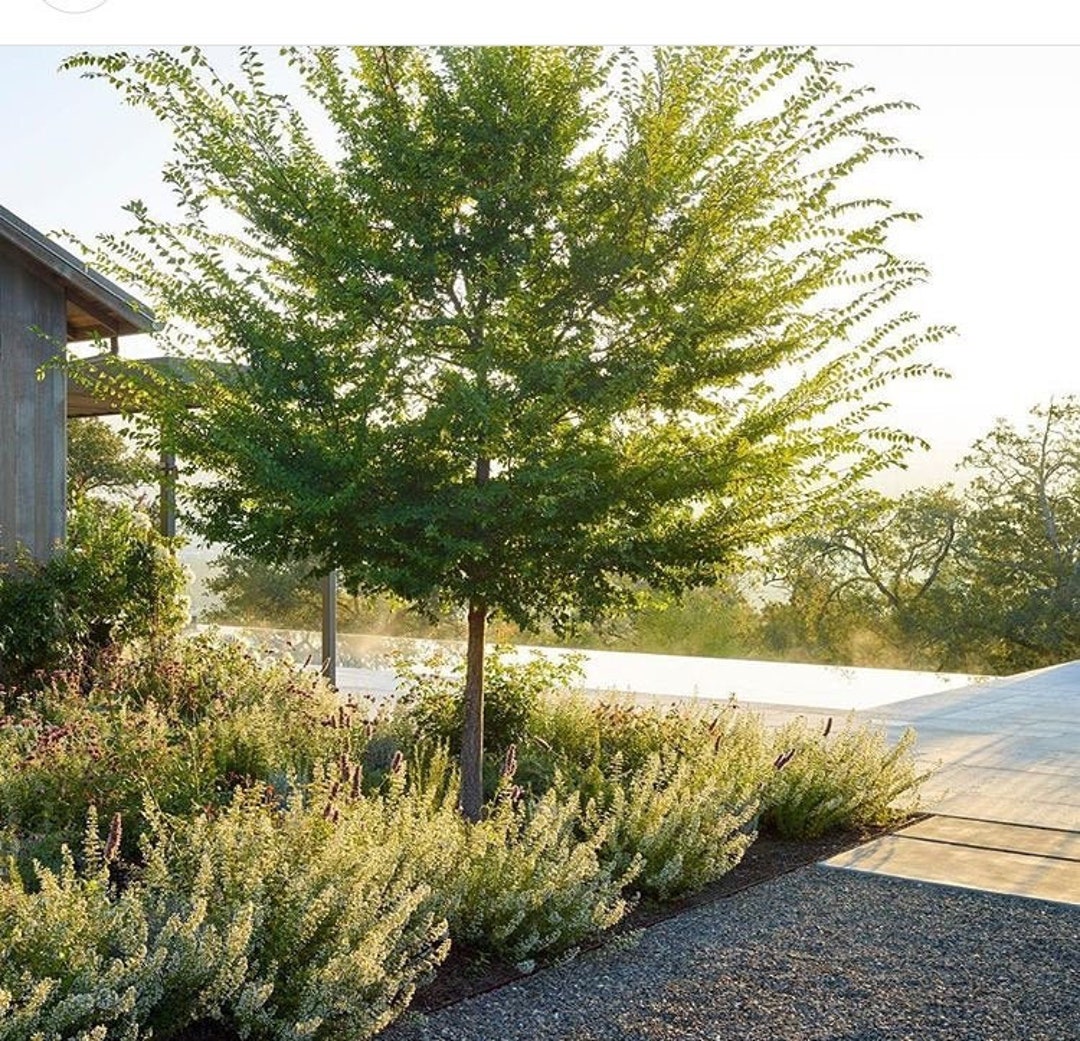 Chinese Elm Quart Container - Etsy