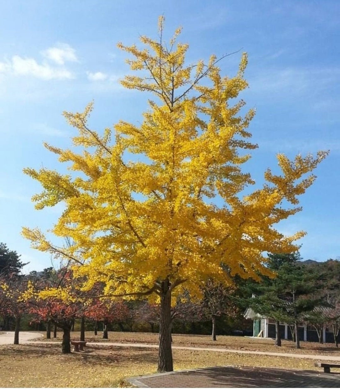 1 Ginkgo Tree in a Quart Pot - Etsy