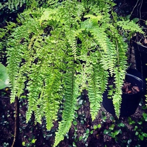 Ferns - Etsy