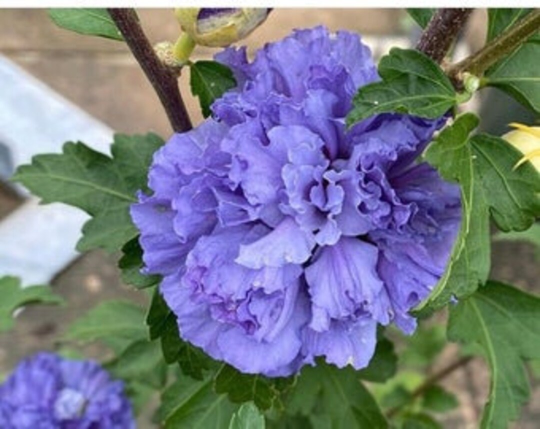 1 Purple Althea in a Quart Container - Etsy