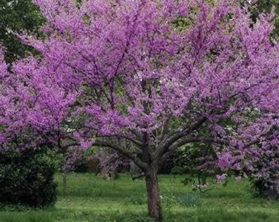 1 Eastern Redbud in a Quart Container - Etsy